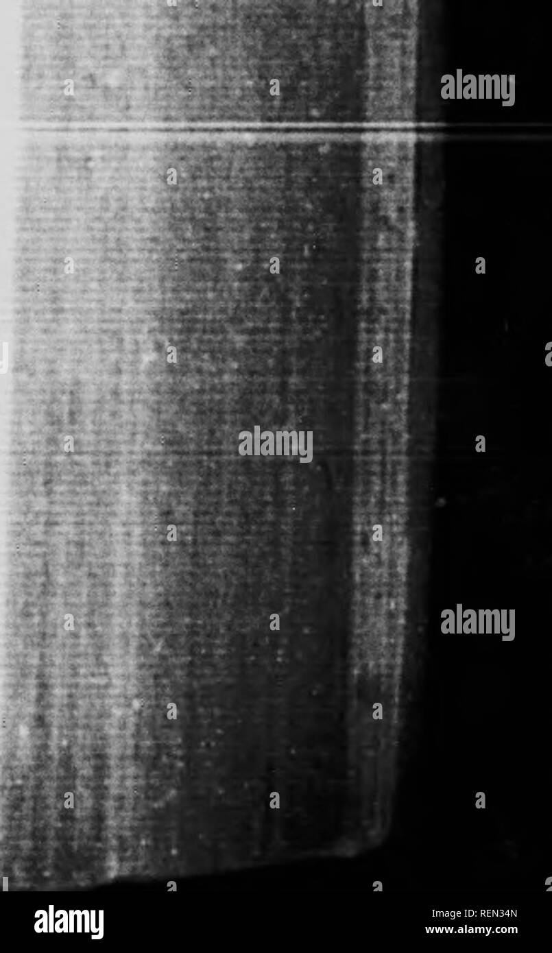 Wood medullary rays hi-res stock photography and images - Alamy