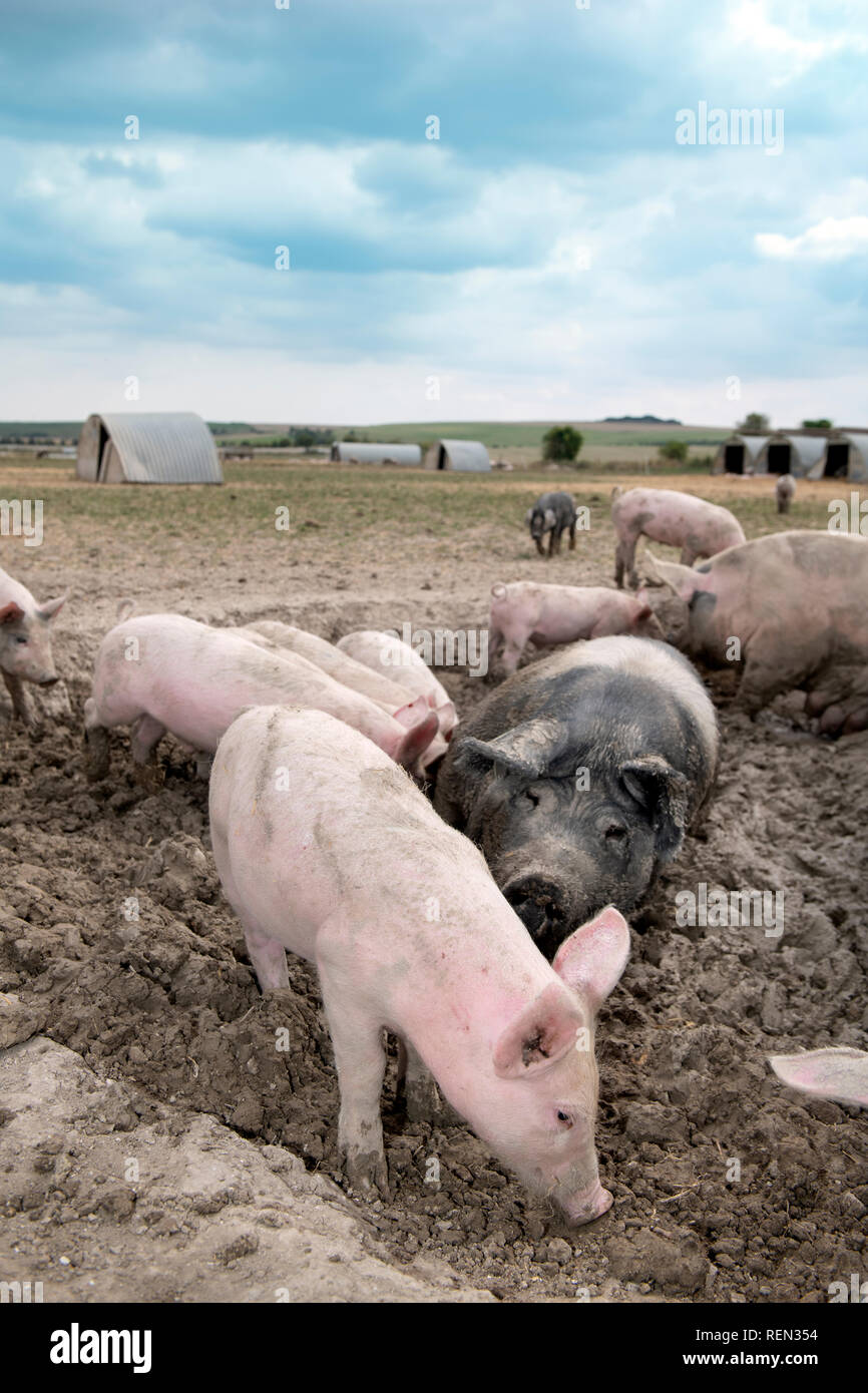 Pig in mud on farm hi-res stock photography and images - Alamy