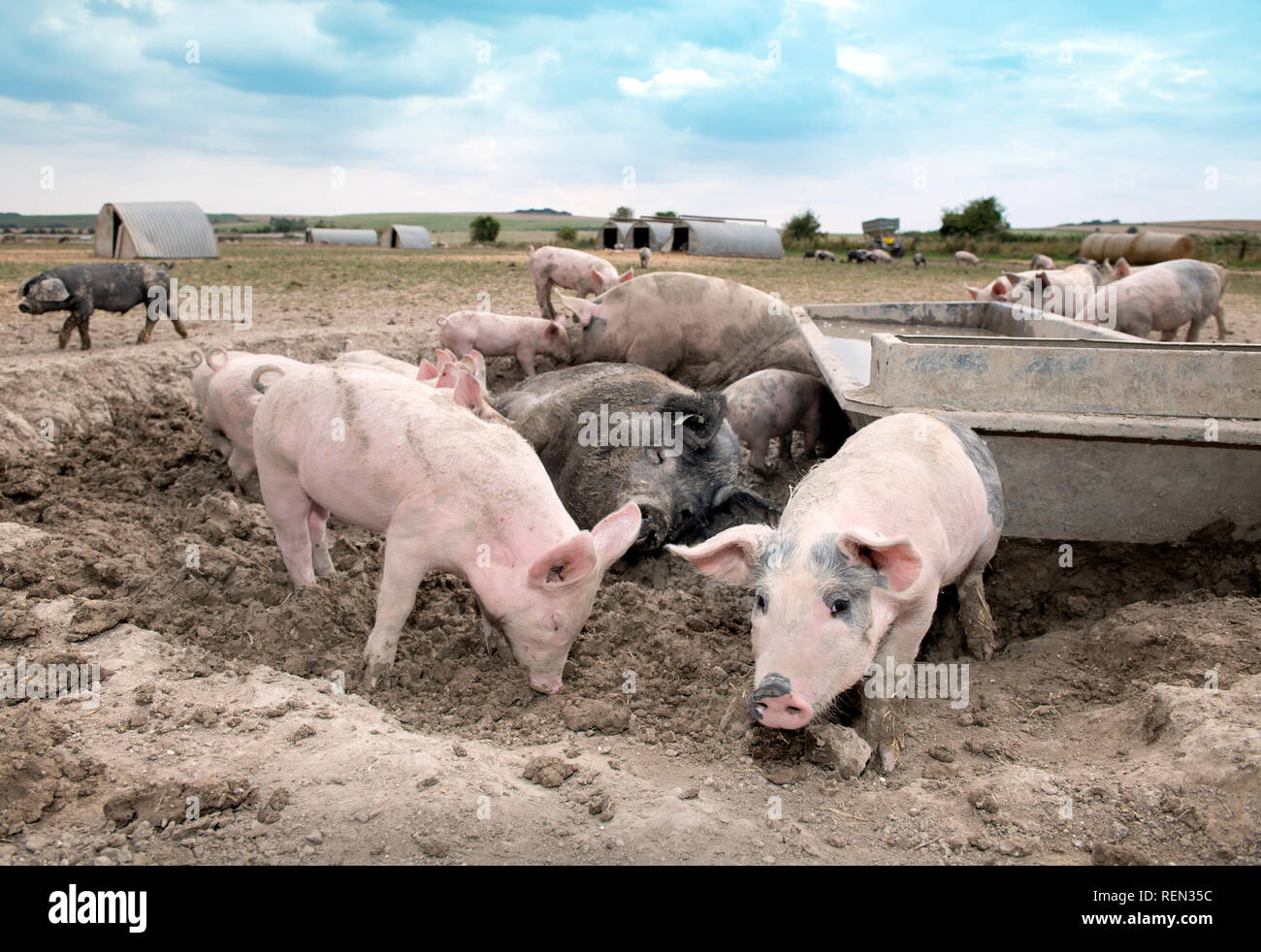 A saddleback sow and piglets enjoying the mud on an organic the pig ...