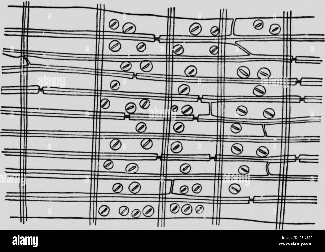 Wood medullary rays hi-res stock photography and images - Alamy