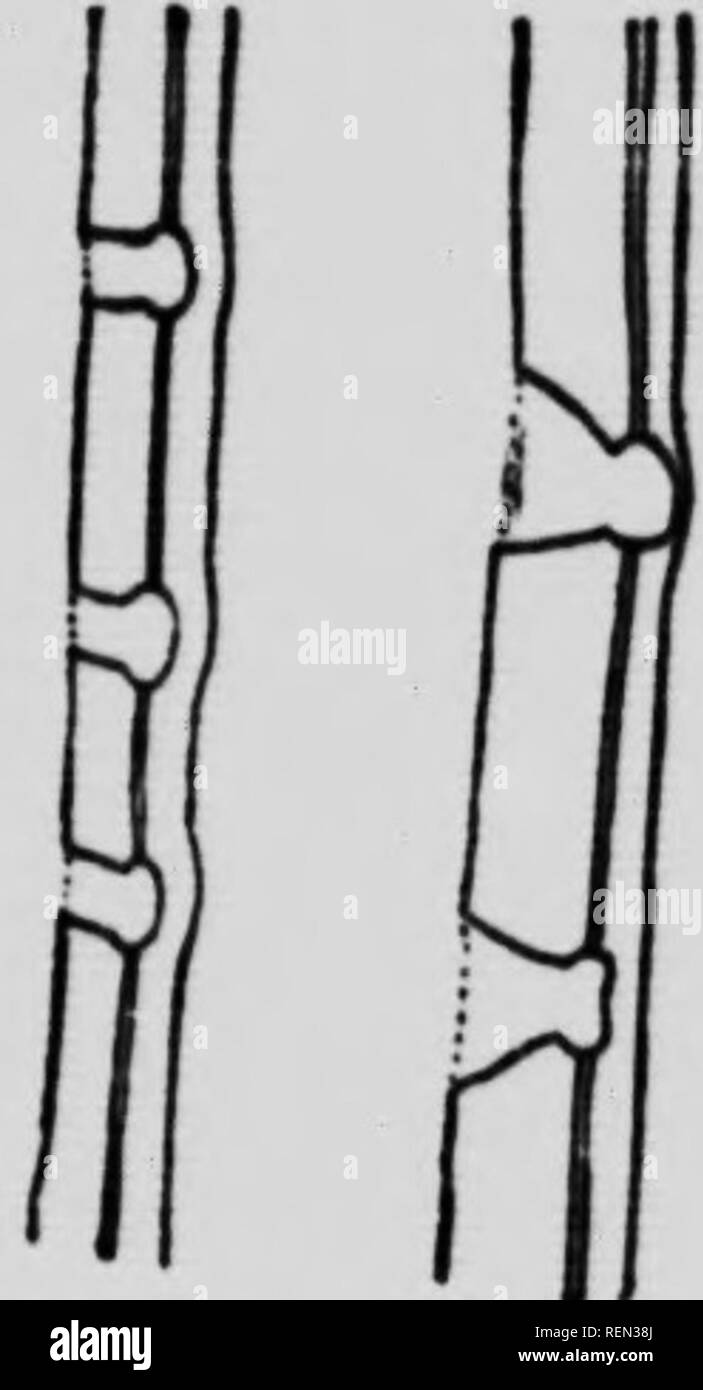 Pinus cubensis Black and White Stock Photos & Images - Alamy