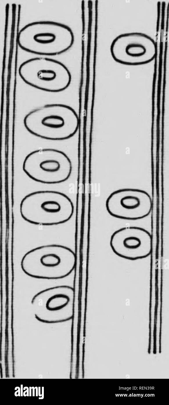 Pinus cubensis Black and White Stock Photos & Images - Alamy