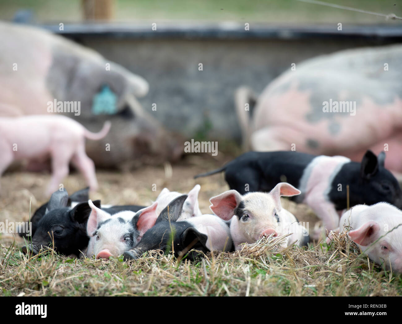 Saddleback piglets on an organic farm in Wiltshire, UK Stock Photo - Alamy
