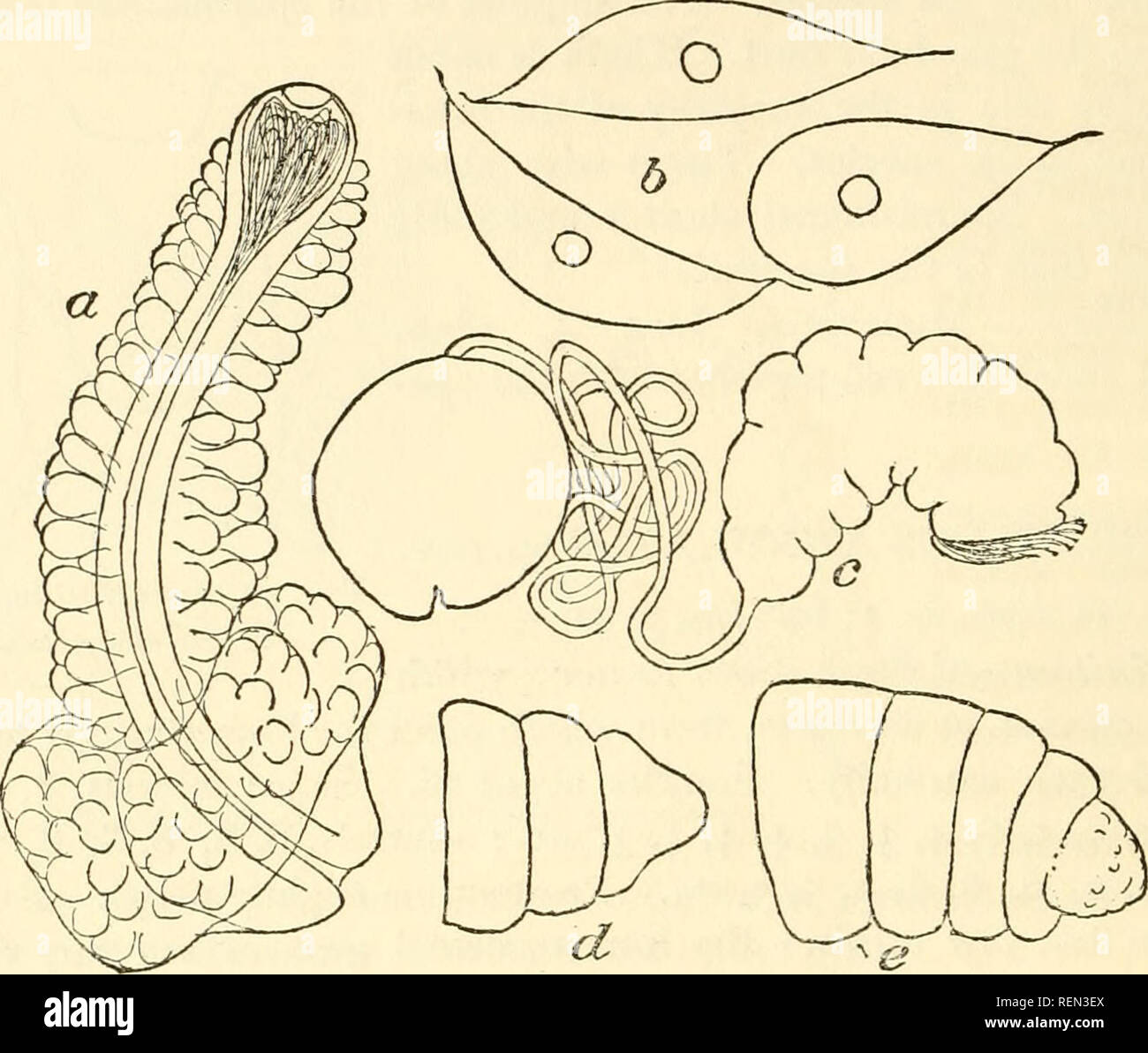 . Enchytræidæ of the west coast of North America. Enchytraeidae ...