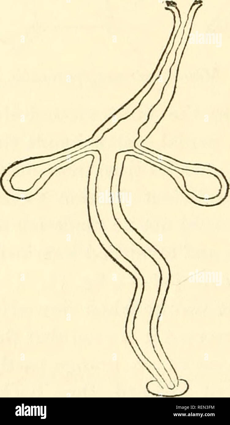 . Enchytræidæ of the west coast of North America. Enchytraeidae ...
