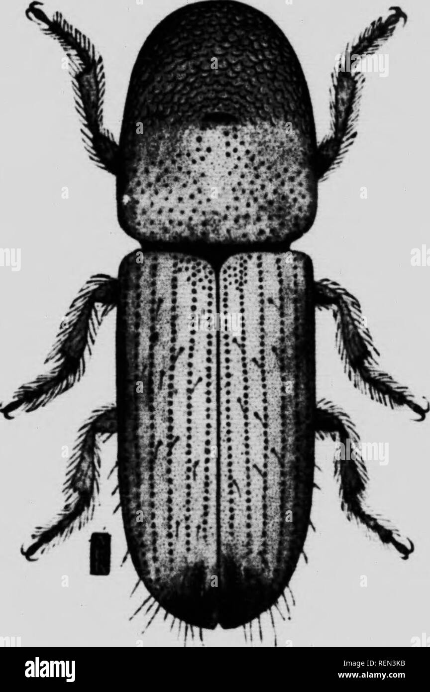 Insectes forestiers hi-res stock photography and images - Alamy