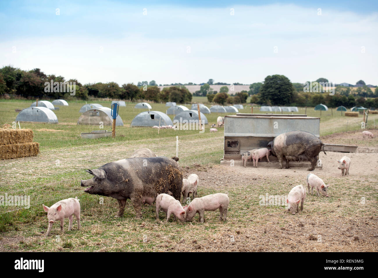 Farm pigs trough uk hi-res stock photography and images - Alamy