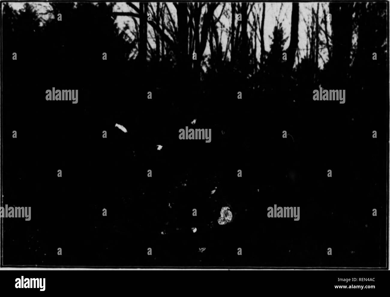 Replanting tree Black and White Stock Photos & Images - Alamy