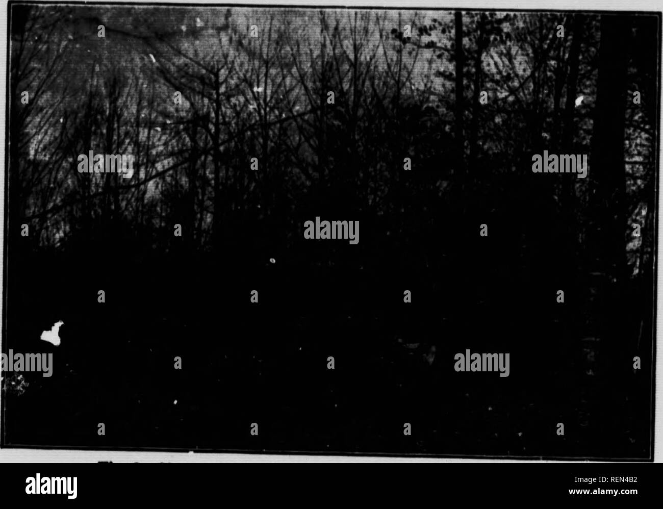 Old coppice tree Black and White Stock Photos & Images - Alamy
