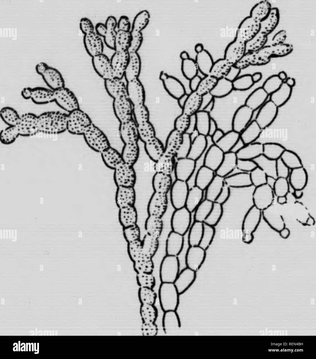 Monilia fructigena Black and White Stock Photos & Images - Alamy