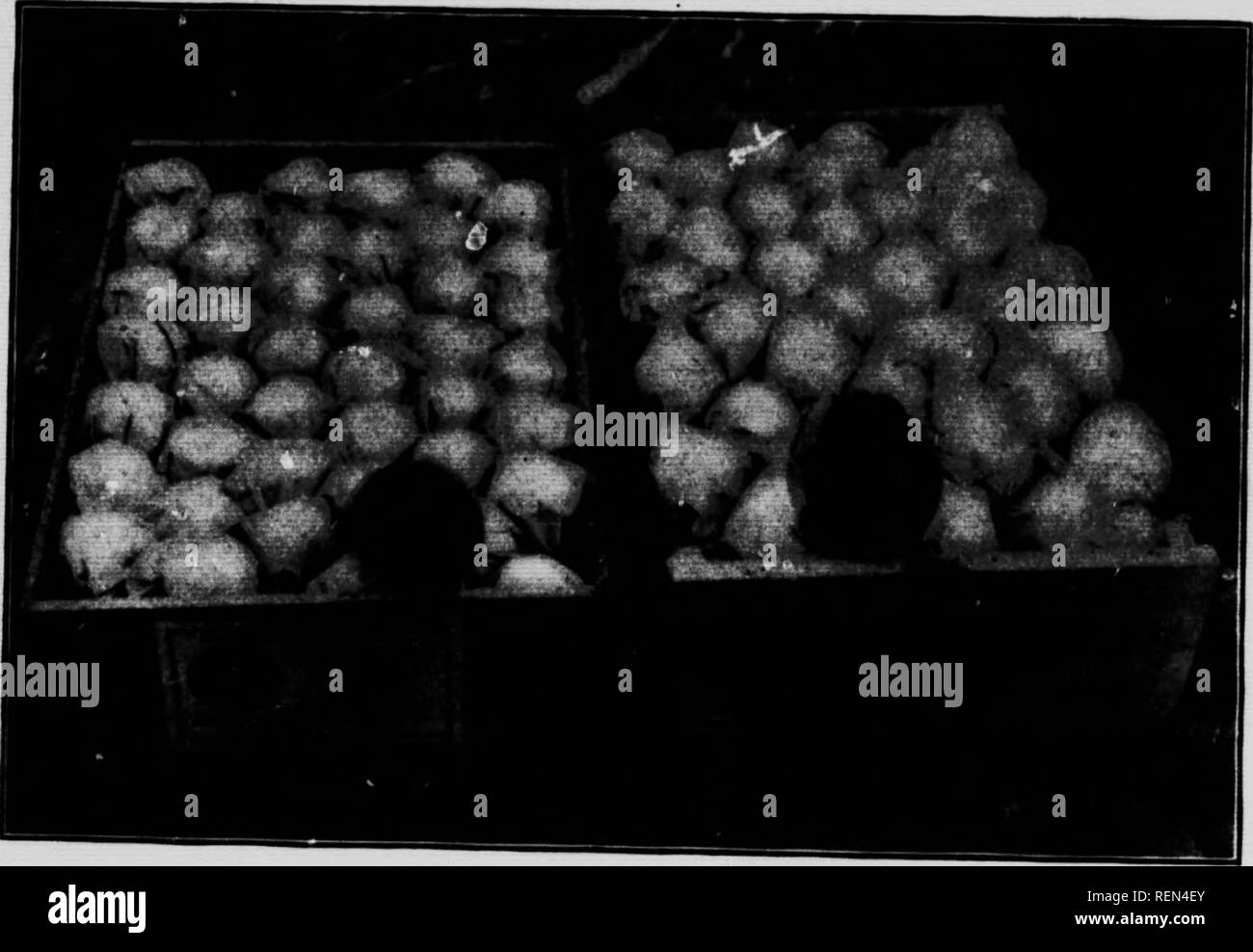 Number one fruits Black and White Stock Photos & Images - Alamy