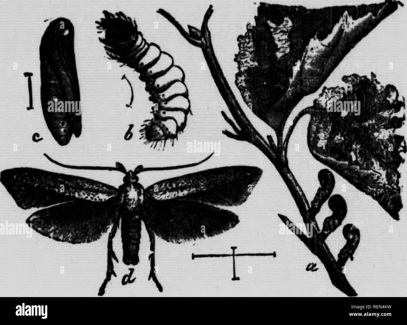 Bell shaped wings Black and White Stock Photos & Images - Alamy