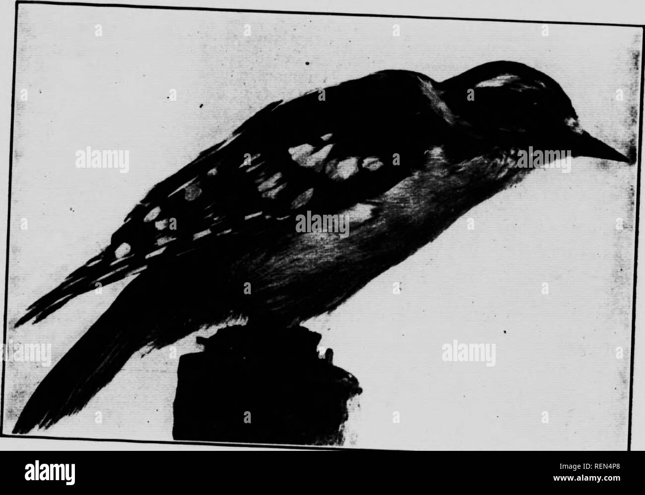 Insectes de pomme Black and White Stock Photos & Images - Alamy