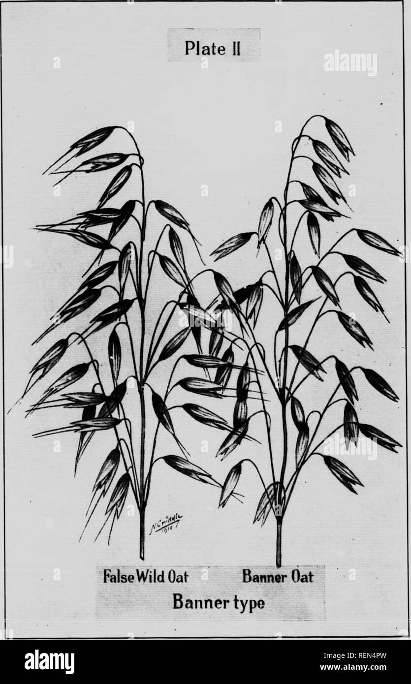 Wild oat weeds Black and White Stock Photos & Images - Alamy