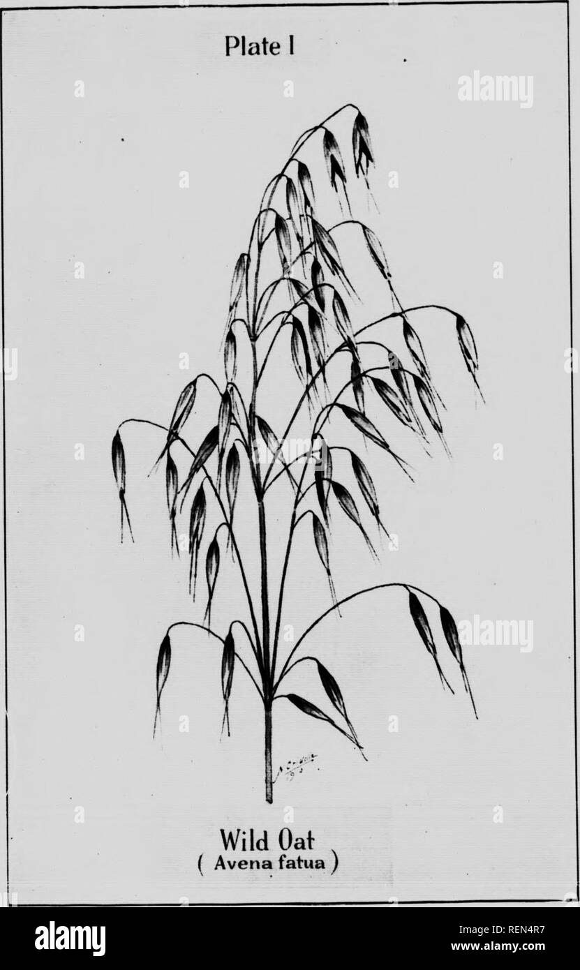 Wild oat weeds Black and White Stock Photos & Images - Alamy