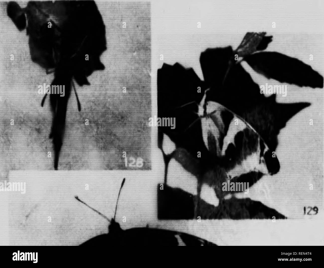 1875 toronto hi-res stock photography and images - Alamy