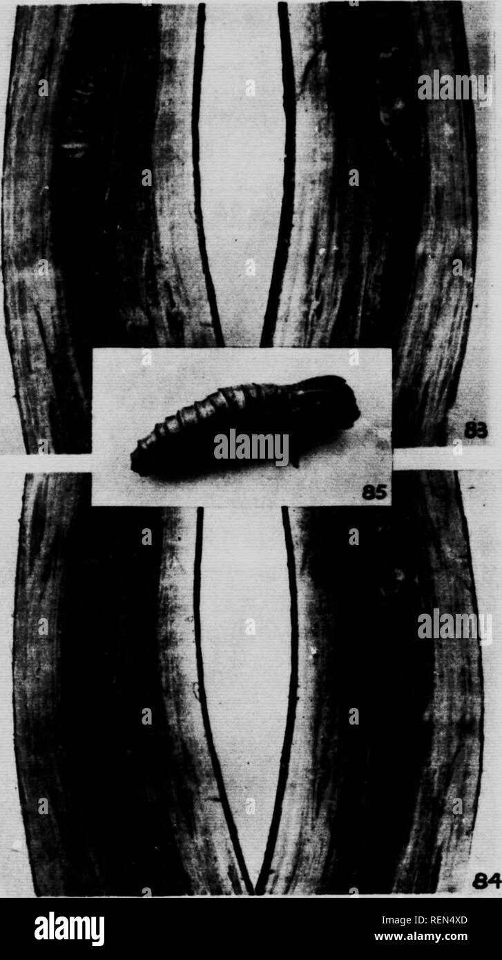 Empty chrysalis Black and White Stock Photos & Images - Alamy