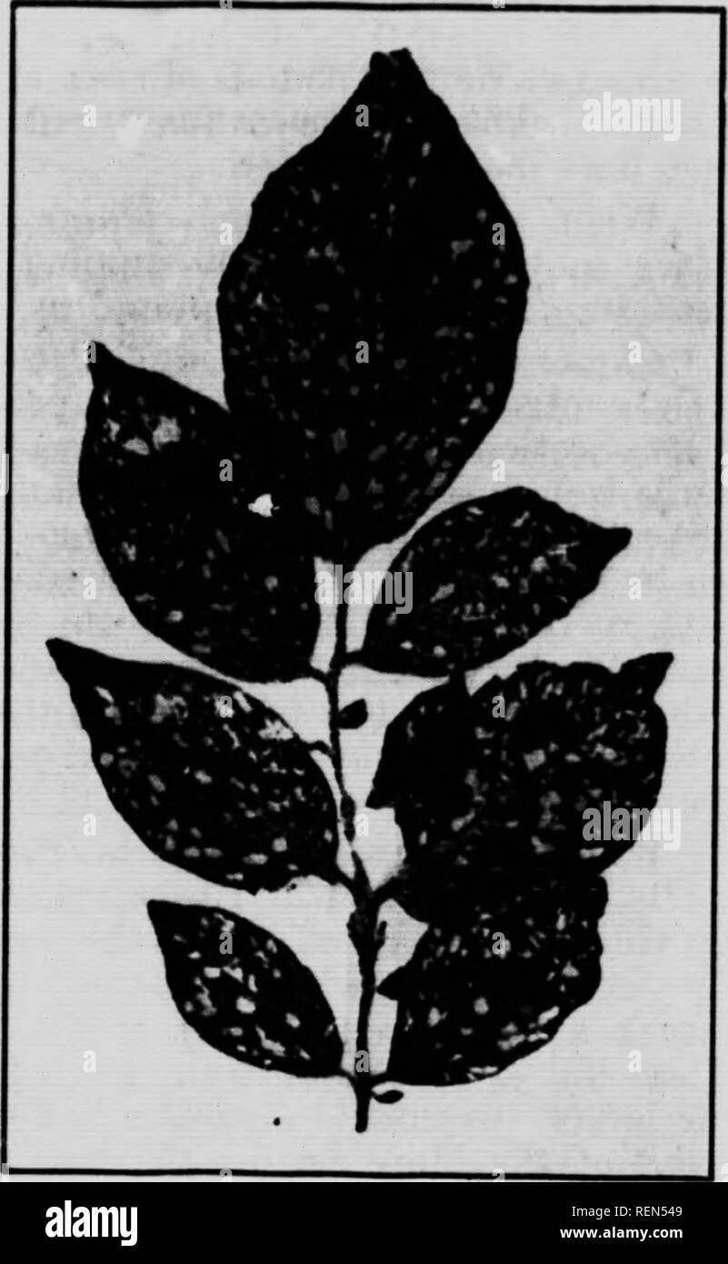 . Flea-beetles and their control [microform]. Coléoptères, Lutte contre ...