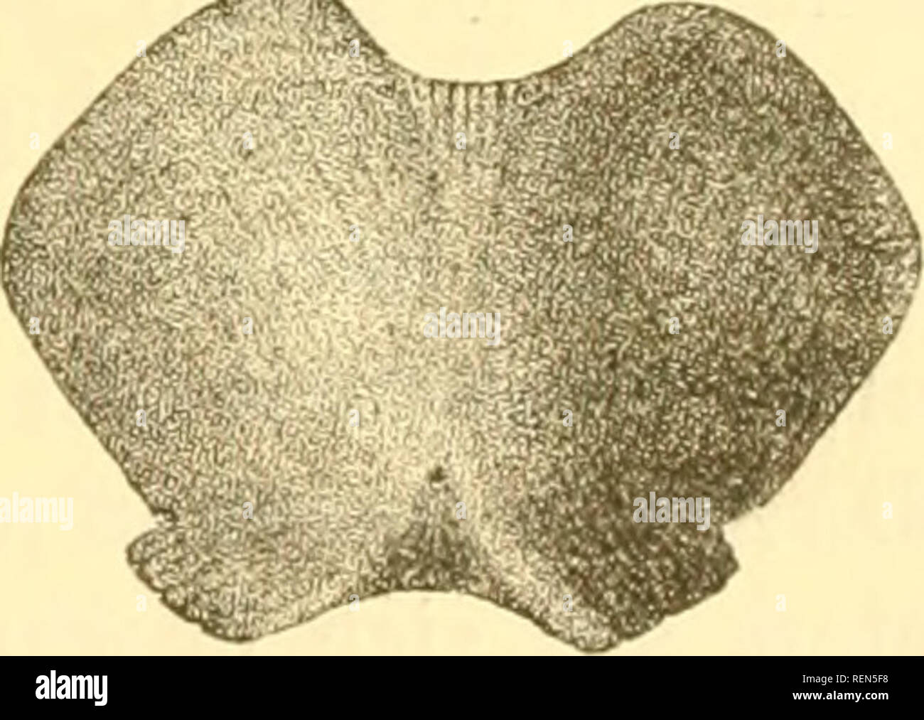 Conchiolin hi-res stock photography and images - Alamy