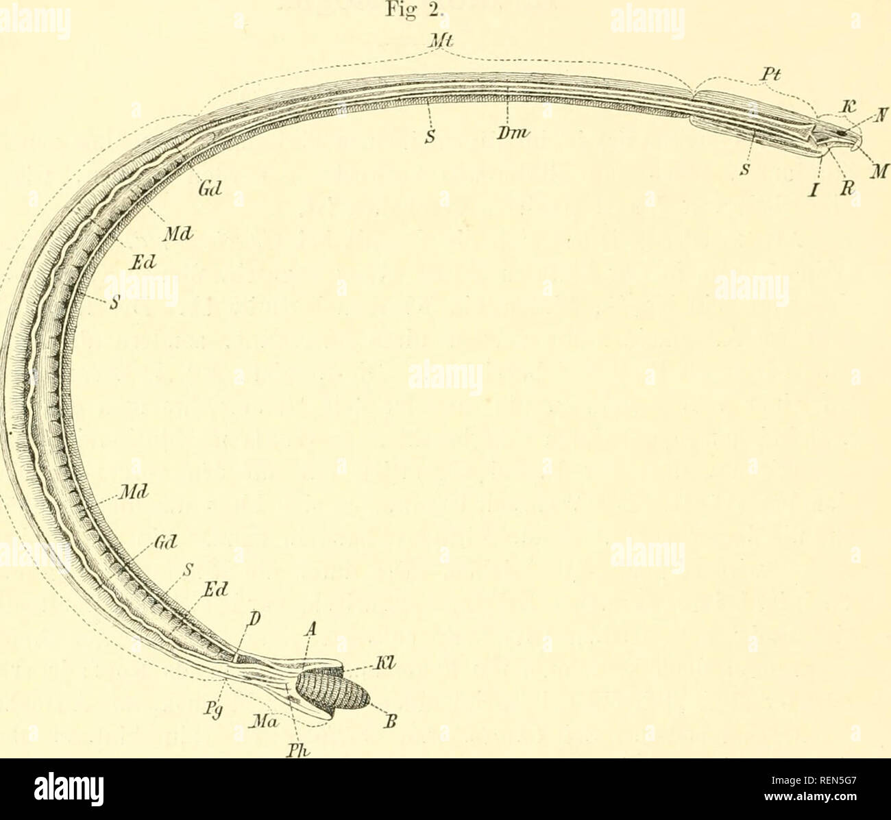 Aplacophora hi-res stock photography and images - Alamy