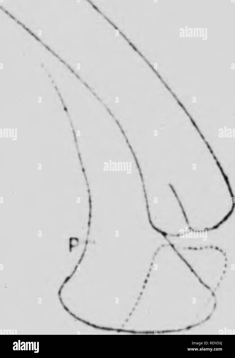 Tibula hi-res stock photography and images - Alamy