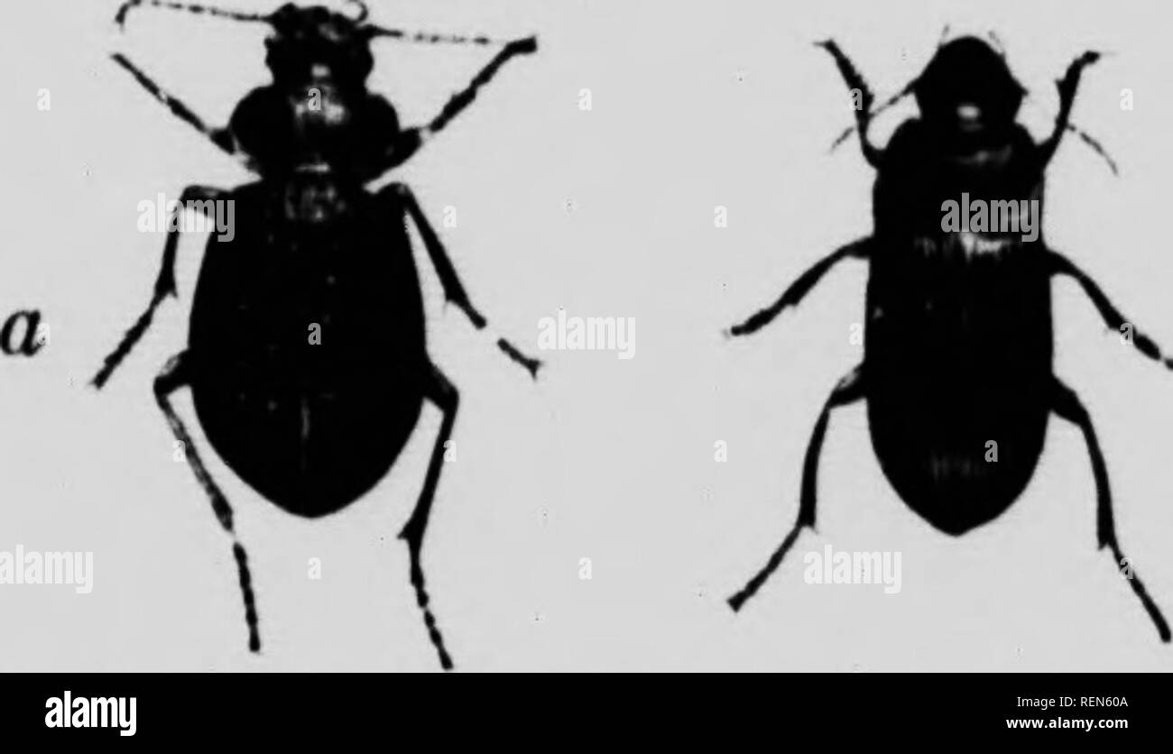 . Cutworms and their control [microform]. Vers gris; Cutworms; Insect ...