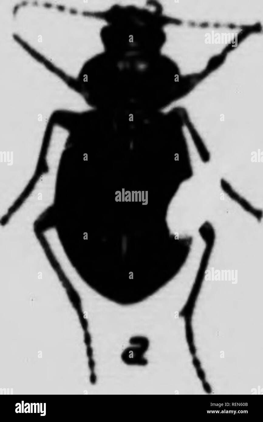 Fn fal hi-res stock photography and images - Alamy