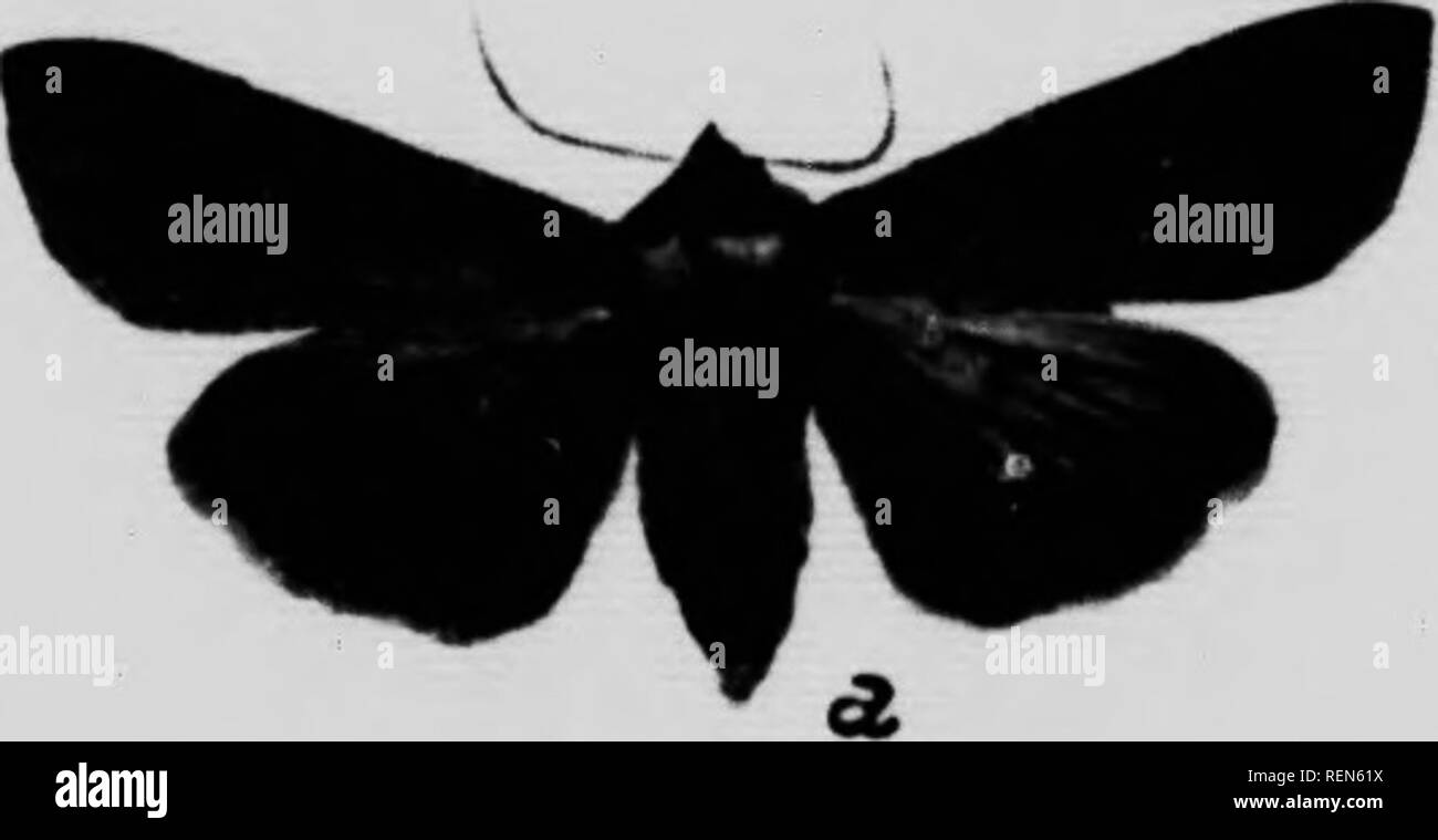 Haw moth Black and White Stock Photos & Images - Alamy