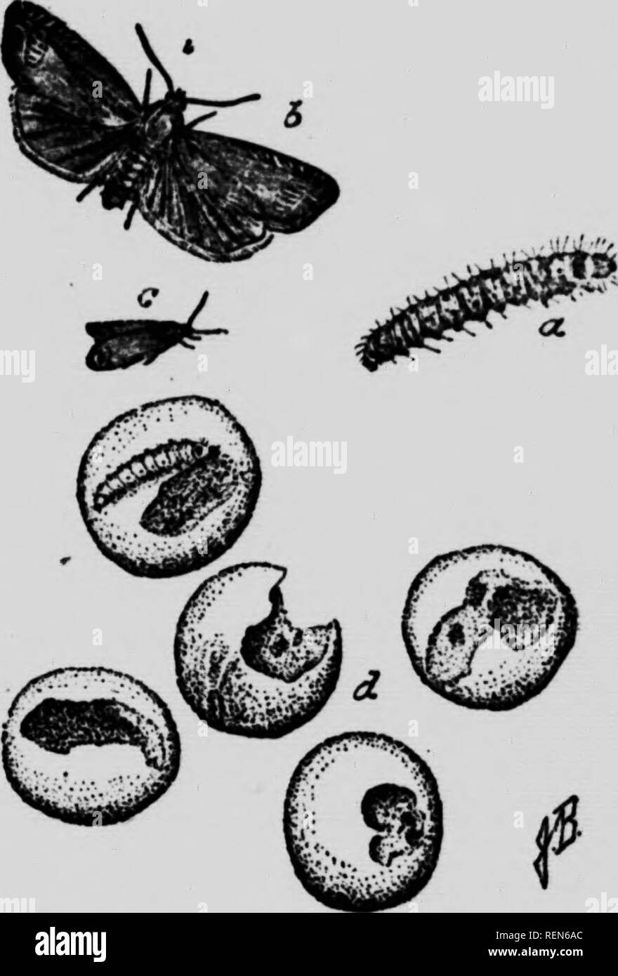 Pea moth Black and White Stock Photos & Images - Alamy