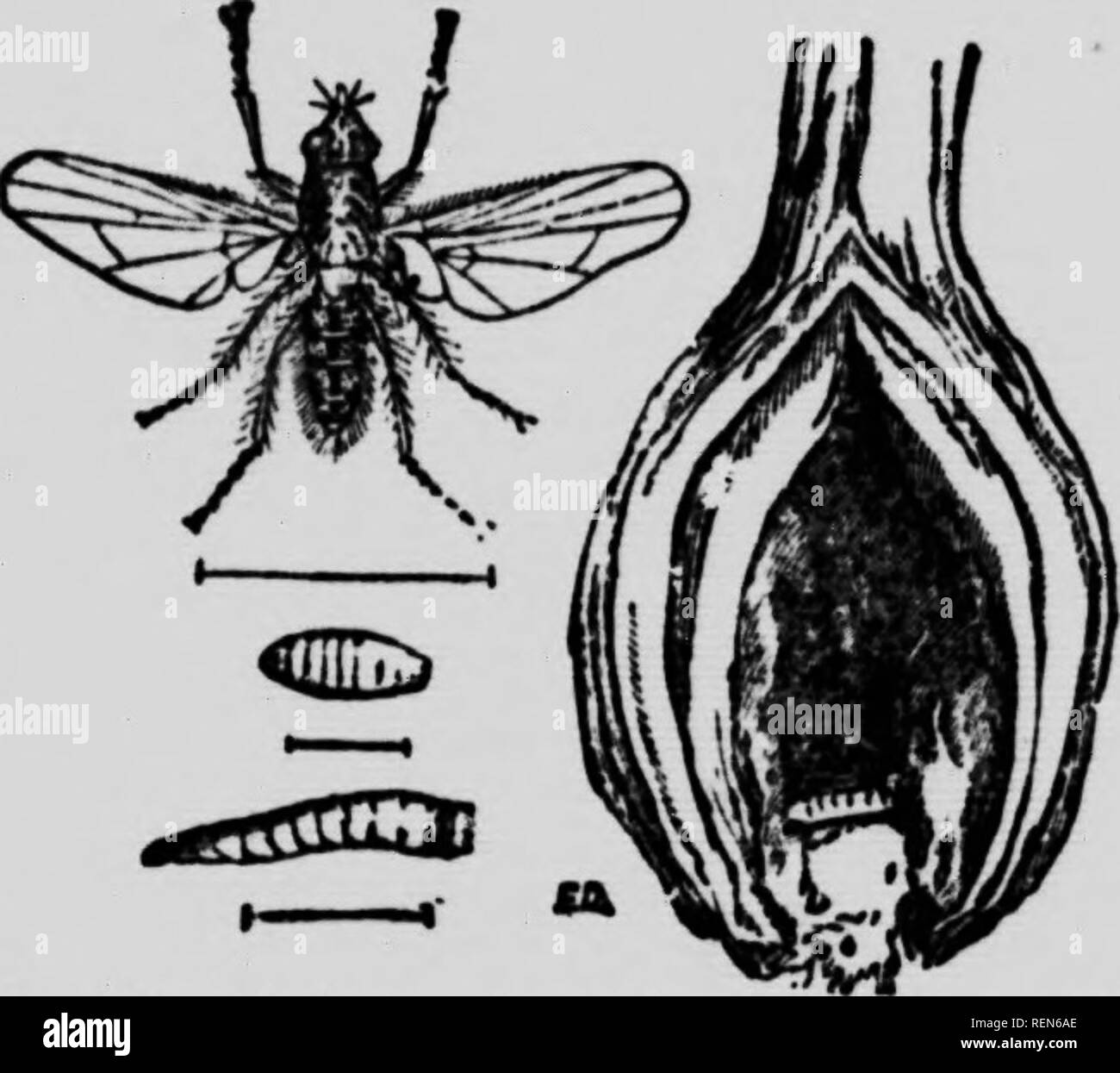 Bean weevil Black and White Stock Photos & Images - Alamy