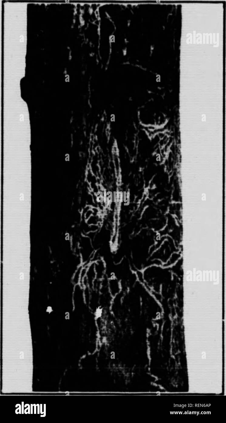 Gum leaf beetle hi-res stock photography and images - Alamy