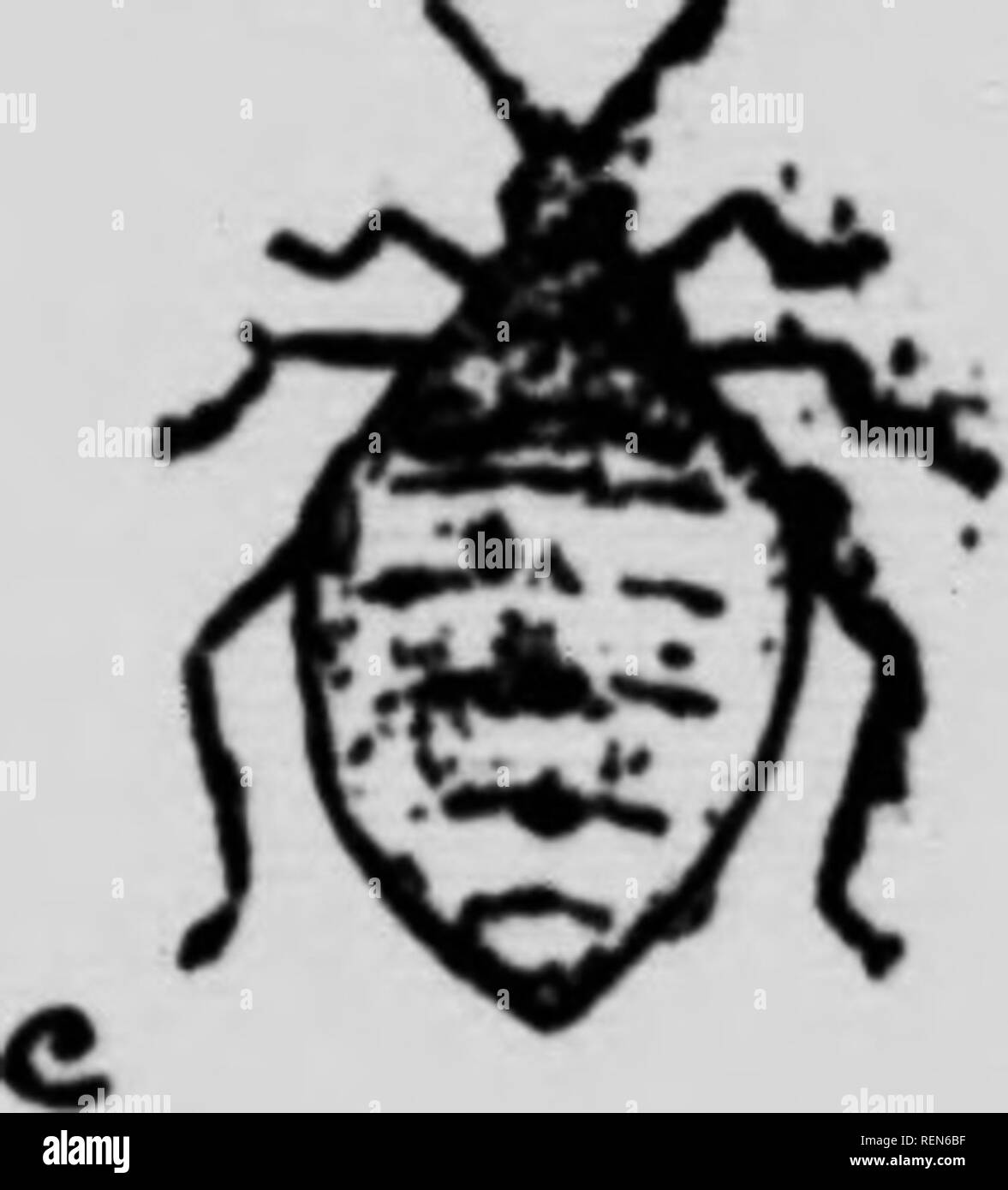 Cucumber pickle worm hi-res stock photography and images - Alamy