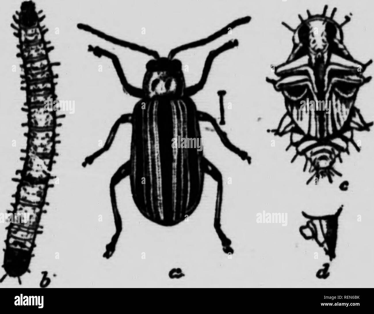 Ear insects Black and White Stock Photos & Images - Alamy