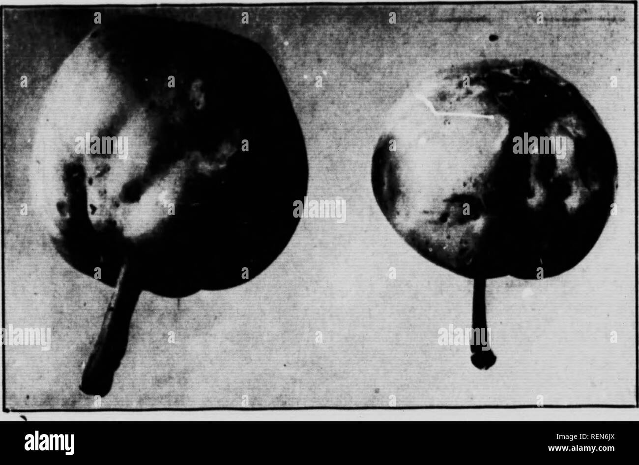 Infestation of fruit flies on fruit Black and White Stock Photos ...