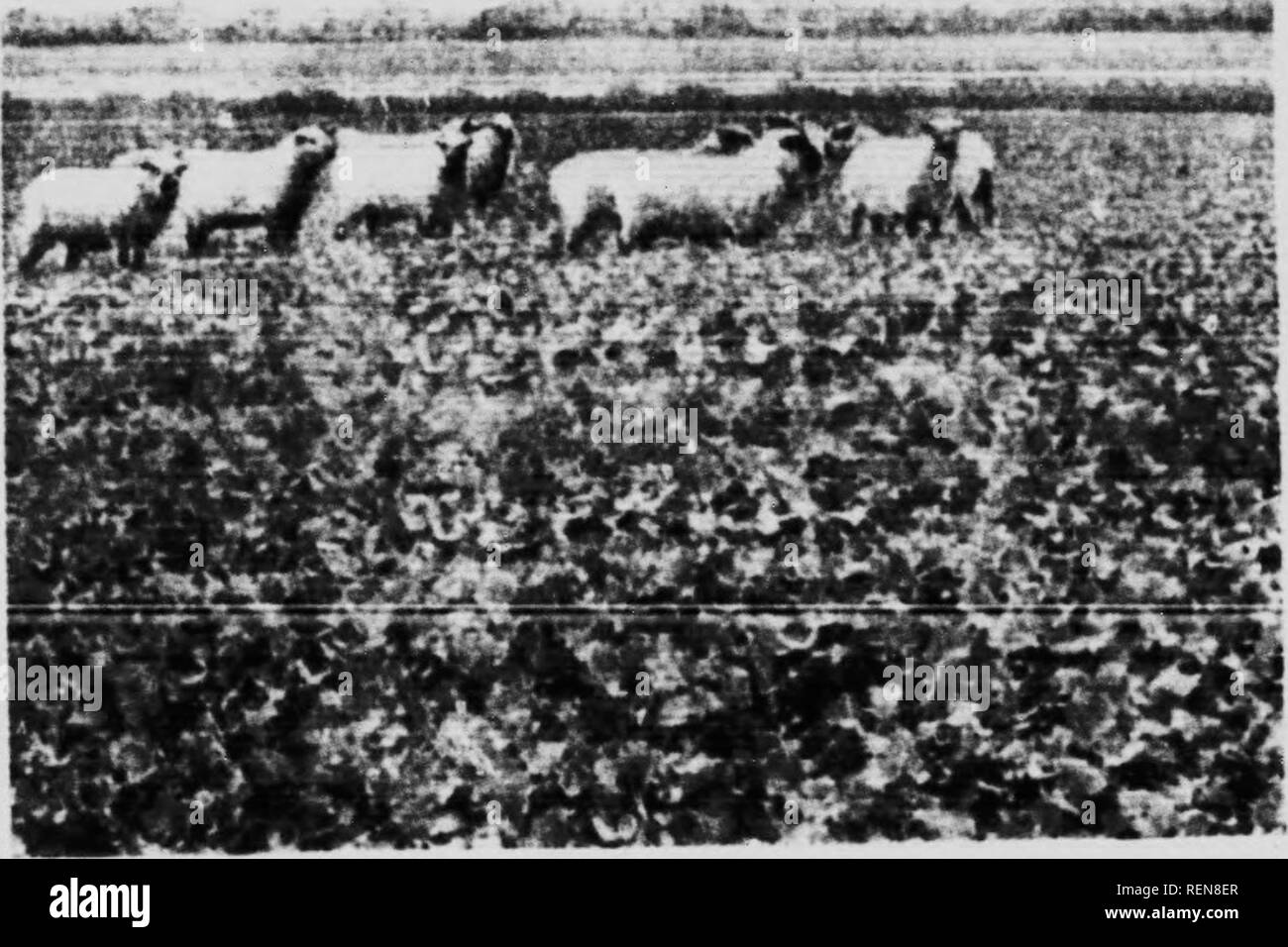 Alfalfa hay Black and White Stock Photos & Images - Alamy