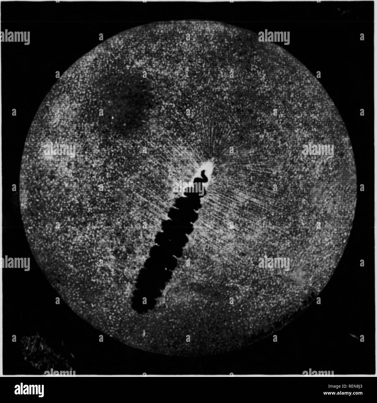 . The fundus oculi of birds, especially as viewed by the ophthalmoscope ...