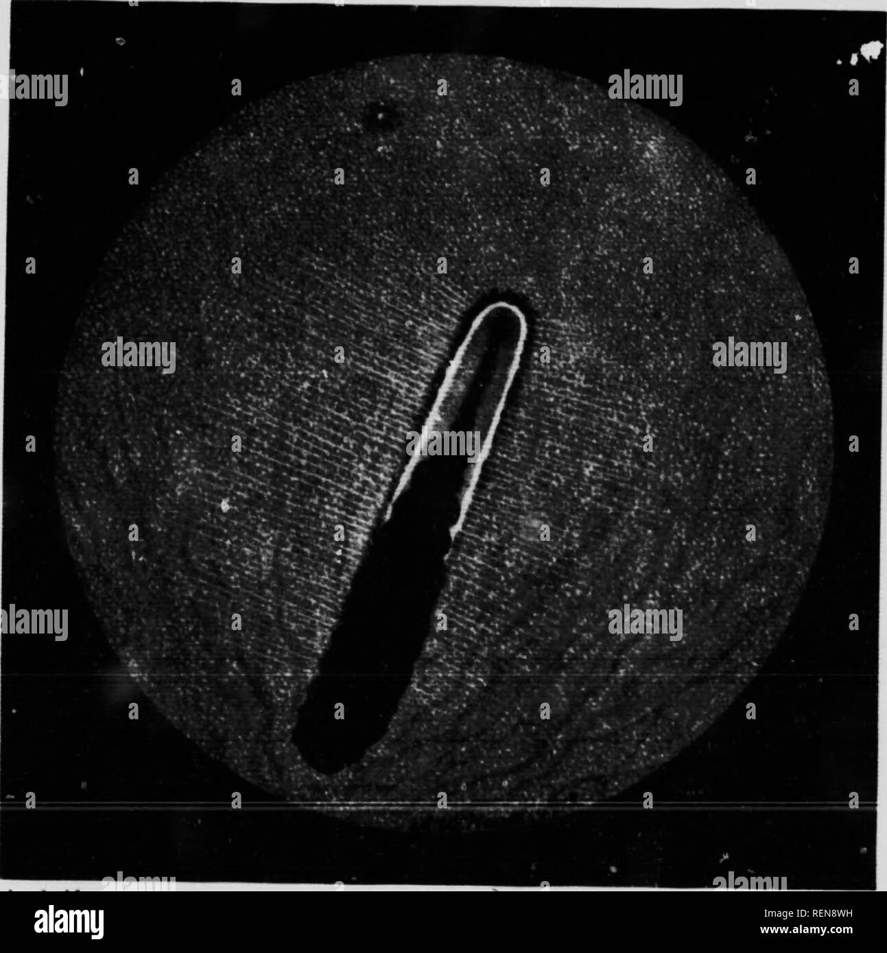 . The fundus oculi of birds, especially as viewed by the ophthalmoscope ...