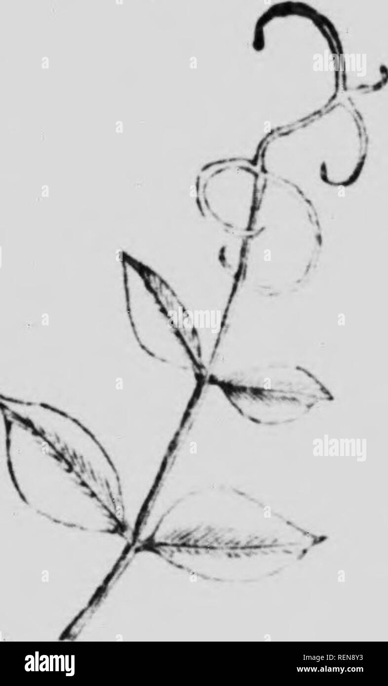 Rui plant Black and White Stock Photos & Images - Alamy