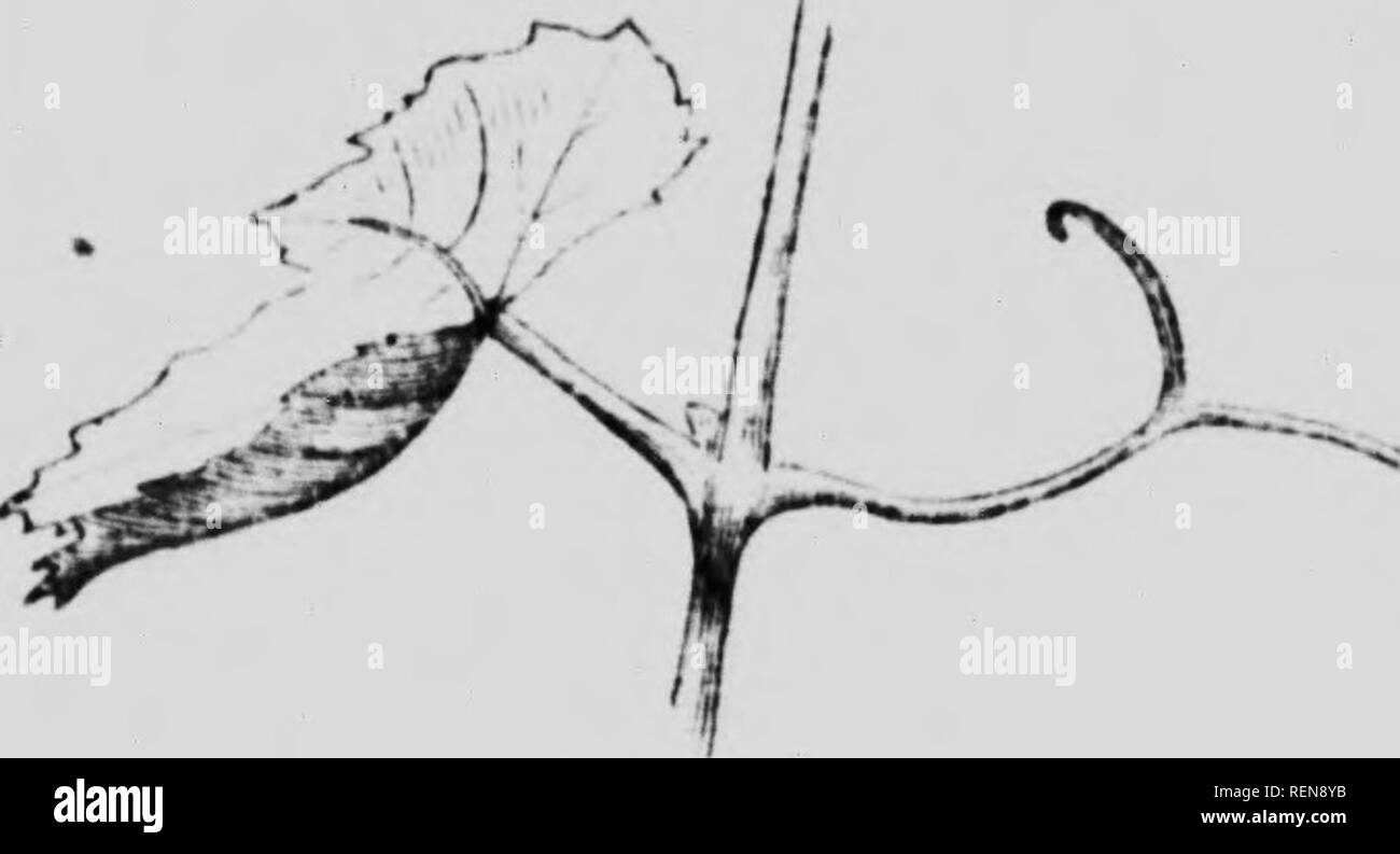 Rui plant Black and White Stock Photos & Images - Alamy