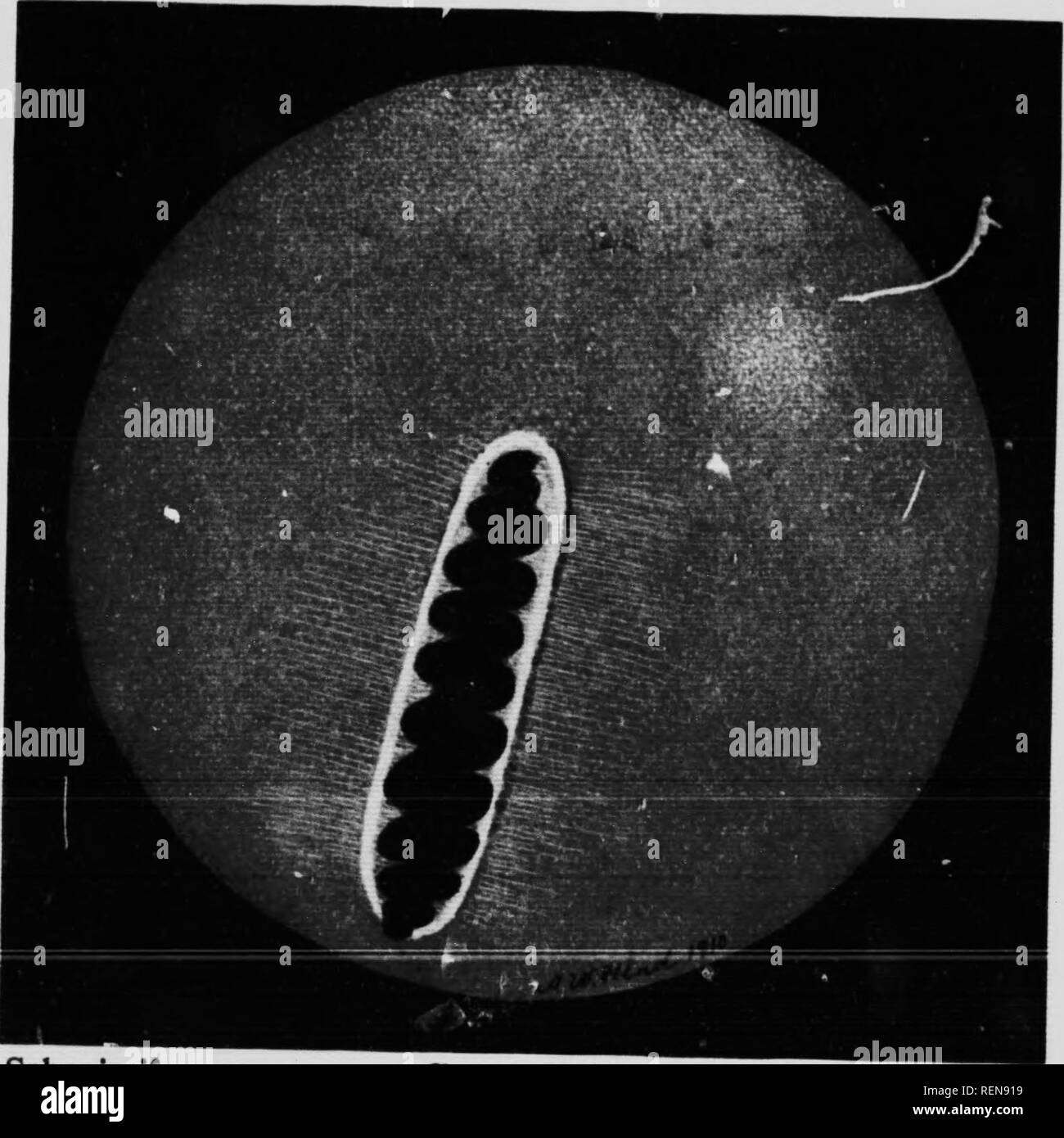 . The fundus oculi of birds, especially as viewed by the ophthalmoscope ...