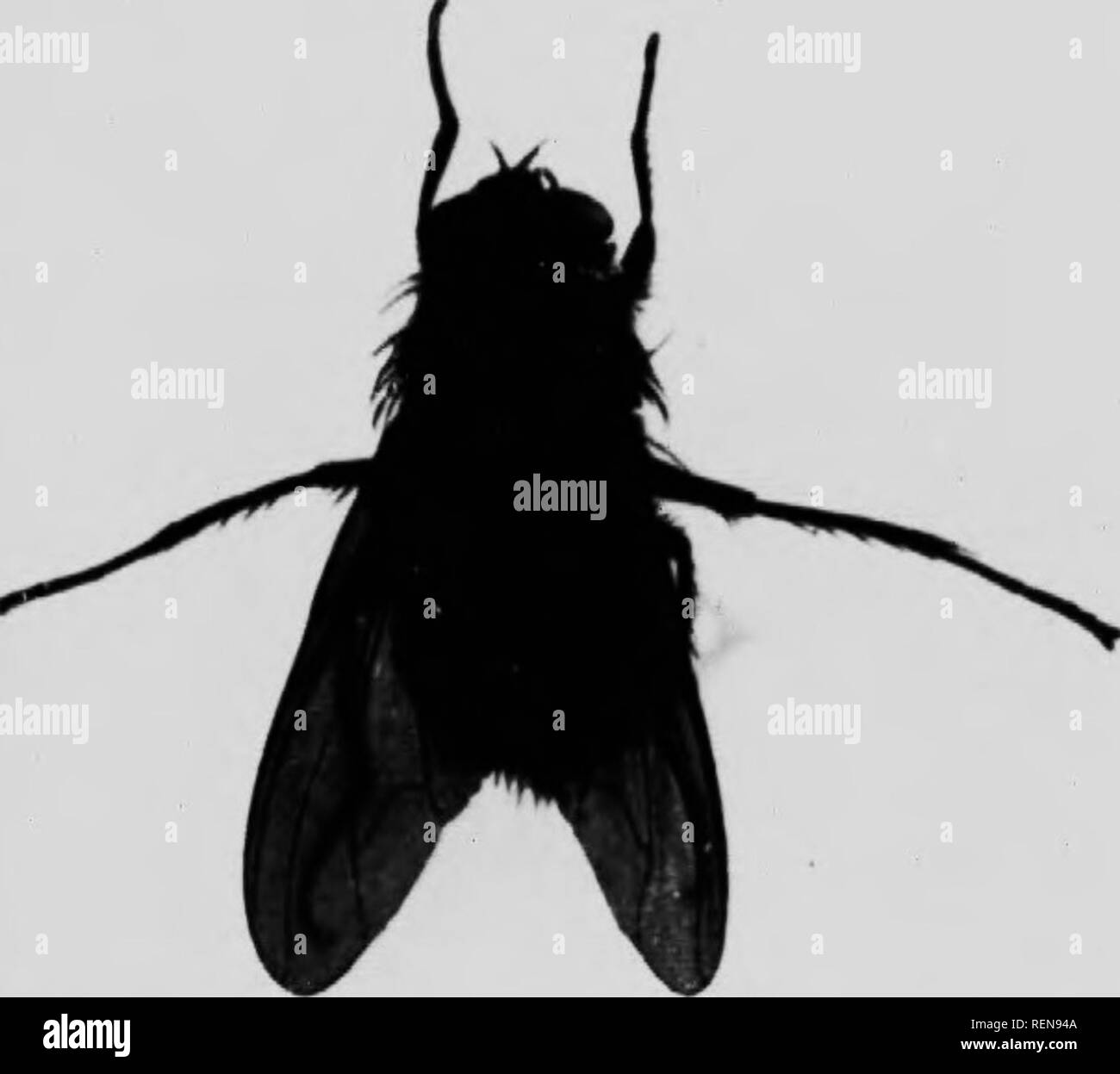 Marvels thor Black and White Stock Photos & Images - Alamy