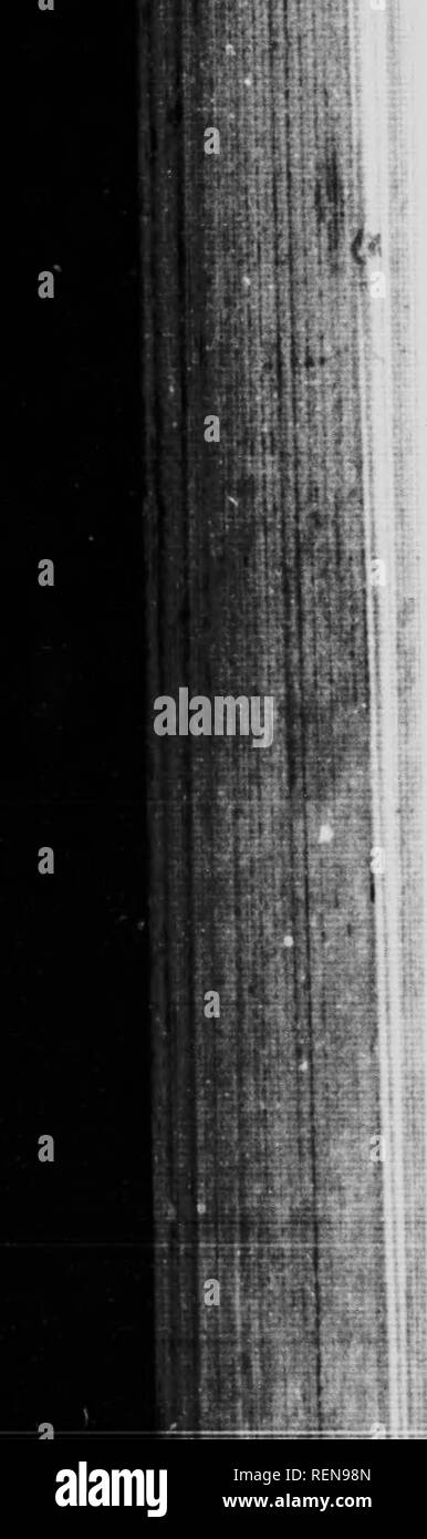 Lobed lip Black and White Stock Photos & Images - Alamy