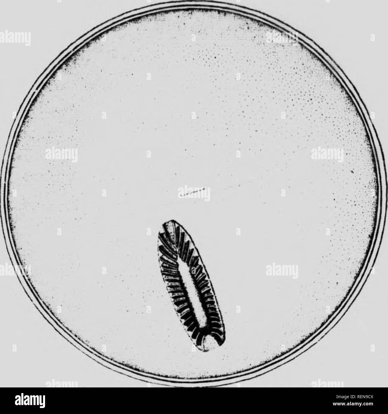 . The fundus oculi of birds, especially as viewed by the ophthalmoscope ...
