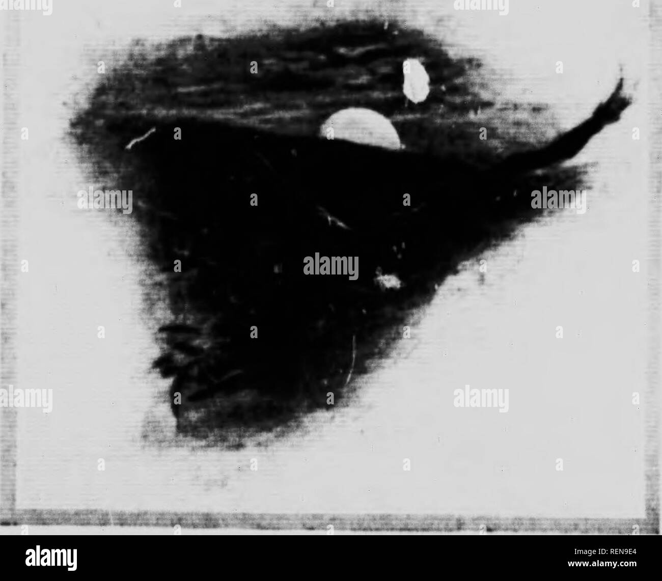 Night hawks hopper hi-res stock photography and images - Alamy