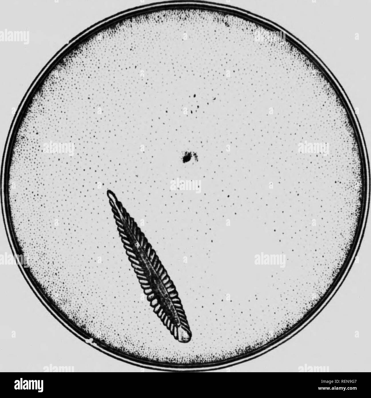 . The fundus oculi of birds, especially as viewed by the ophthalmoscope ...