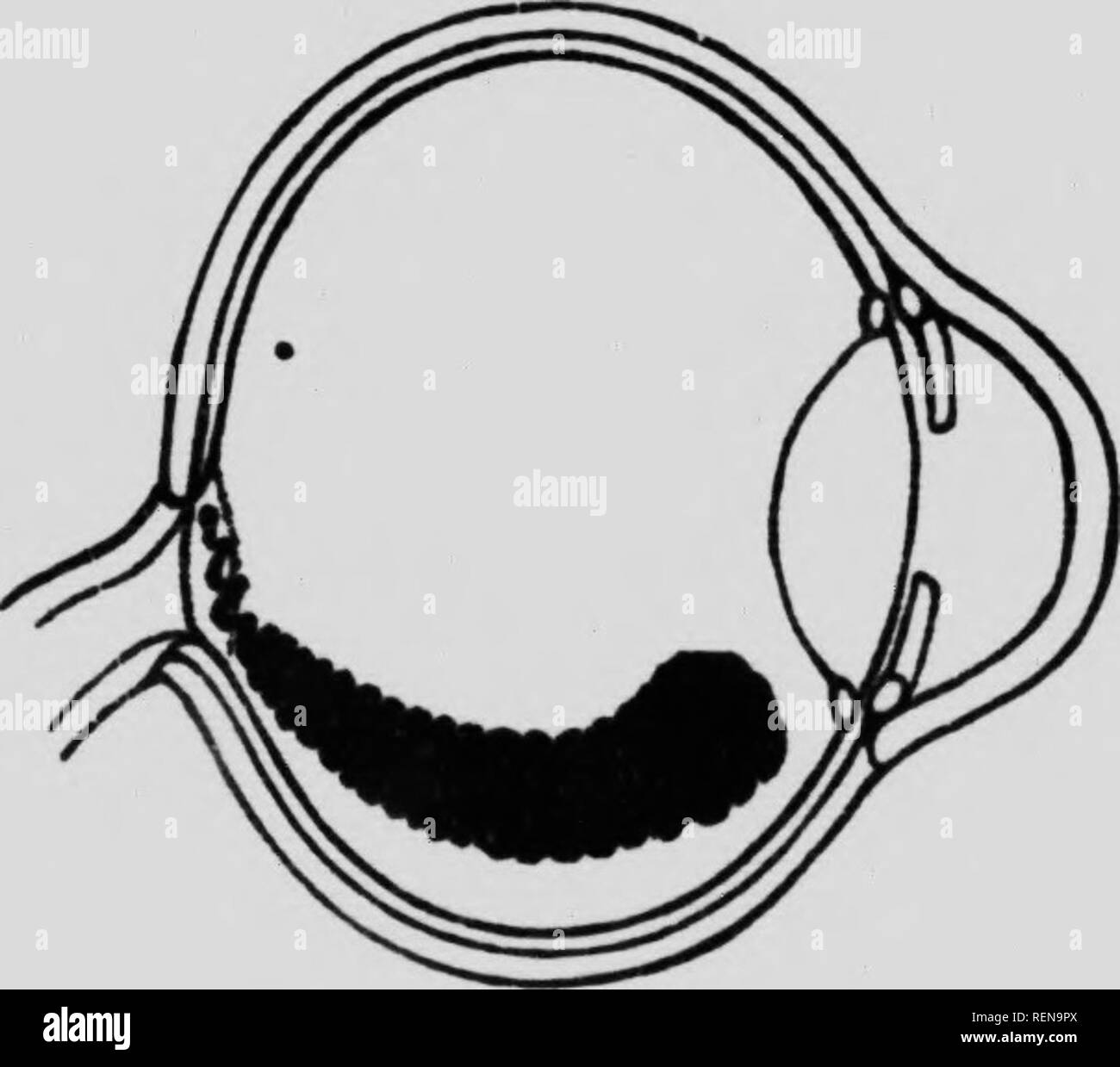 Parotia bird of paradise hi-res stock photography and images - Alamy