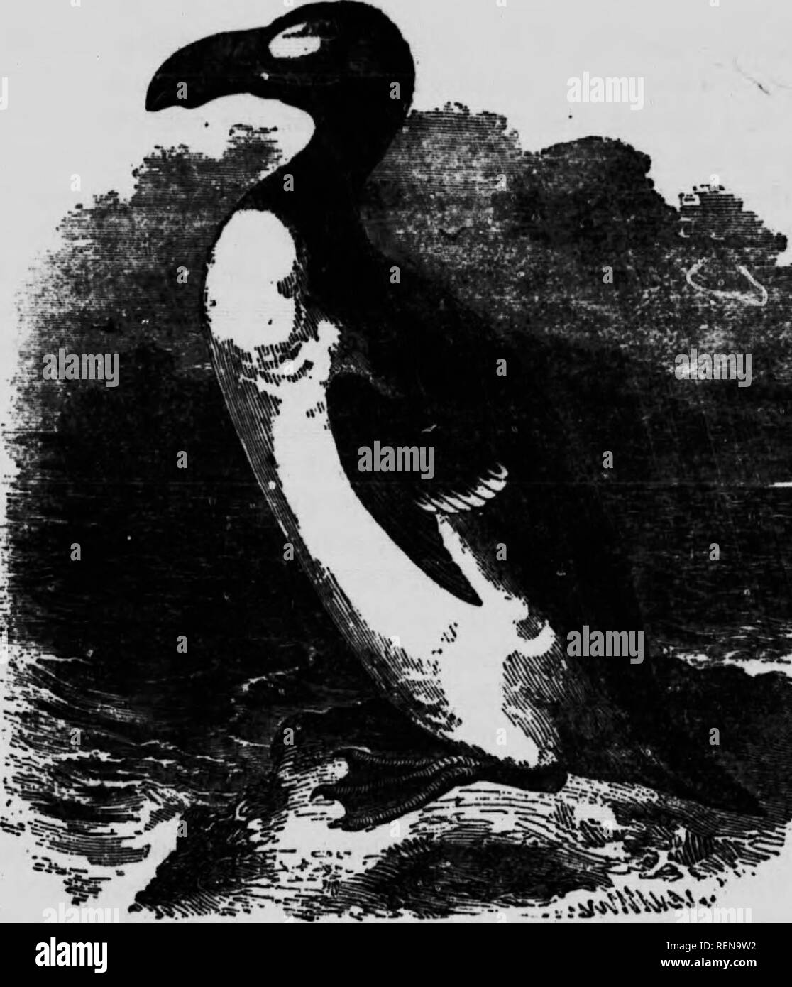Egg great auk hi-res stock photography and images - Alamy