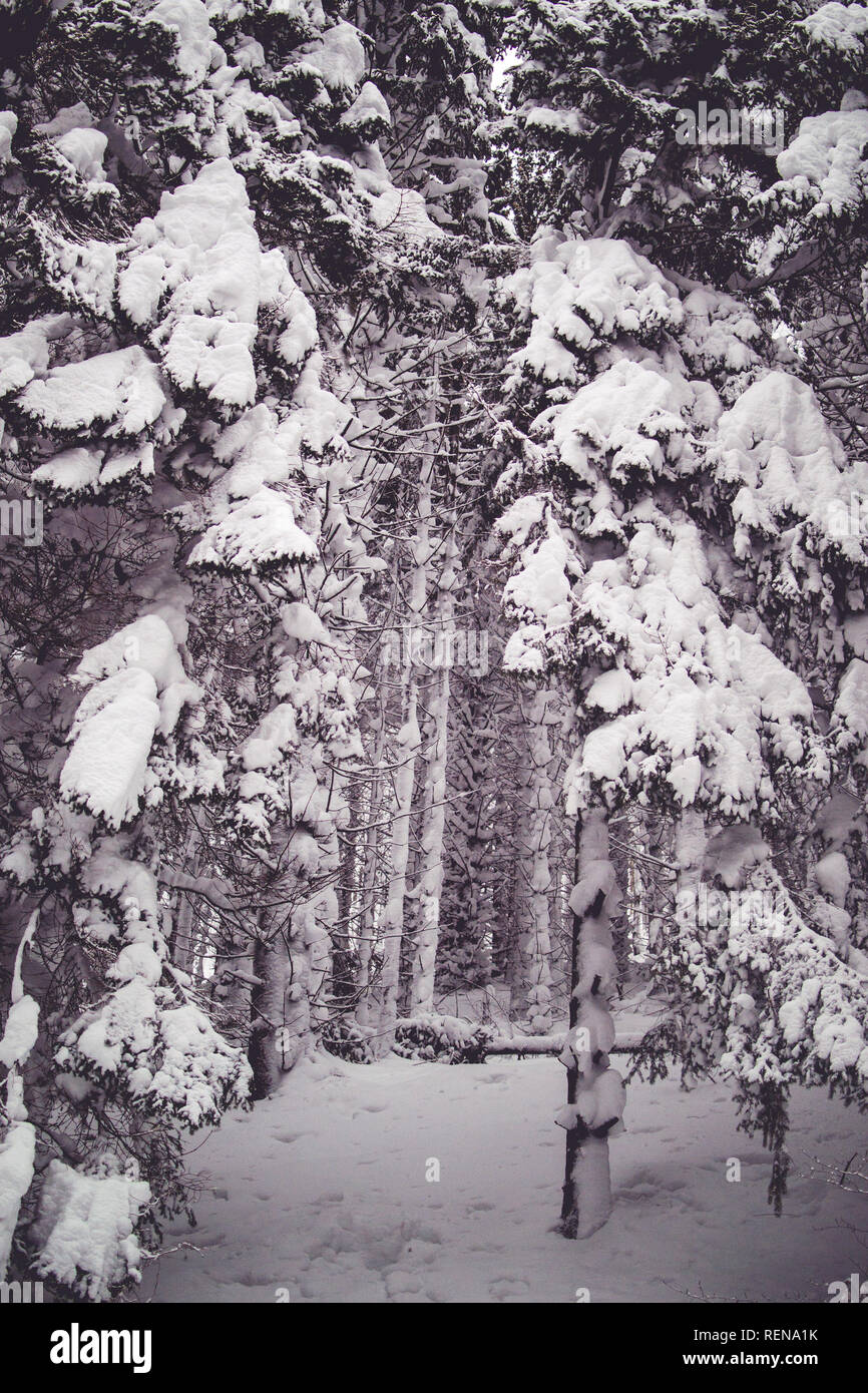 Rural scene at day with trees in snow hi-res stock photography and ...