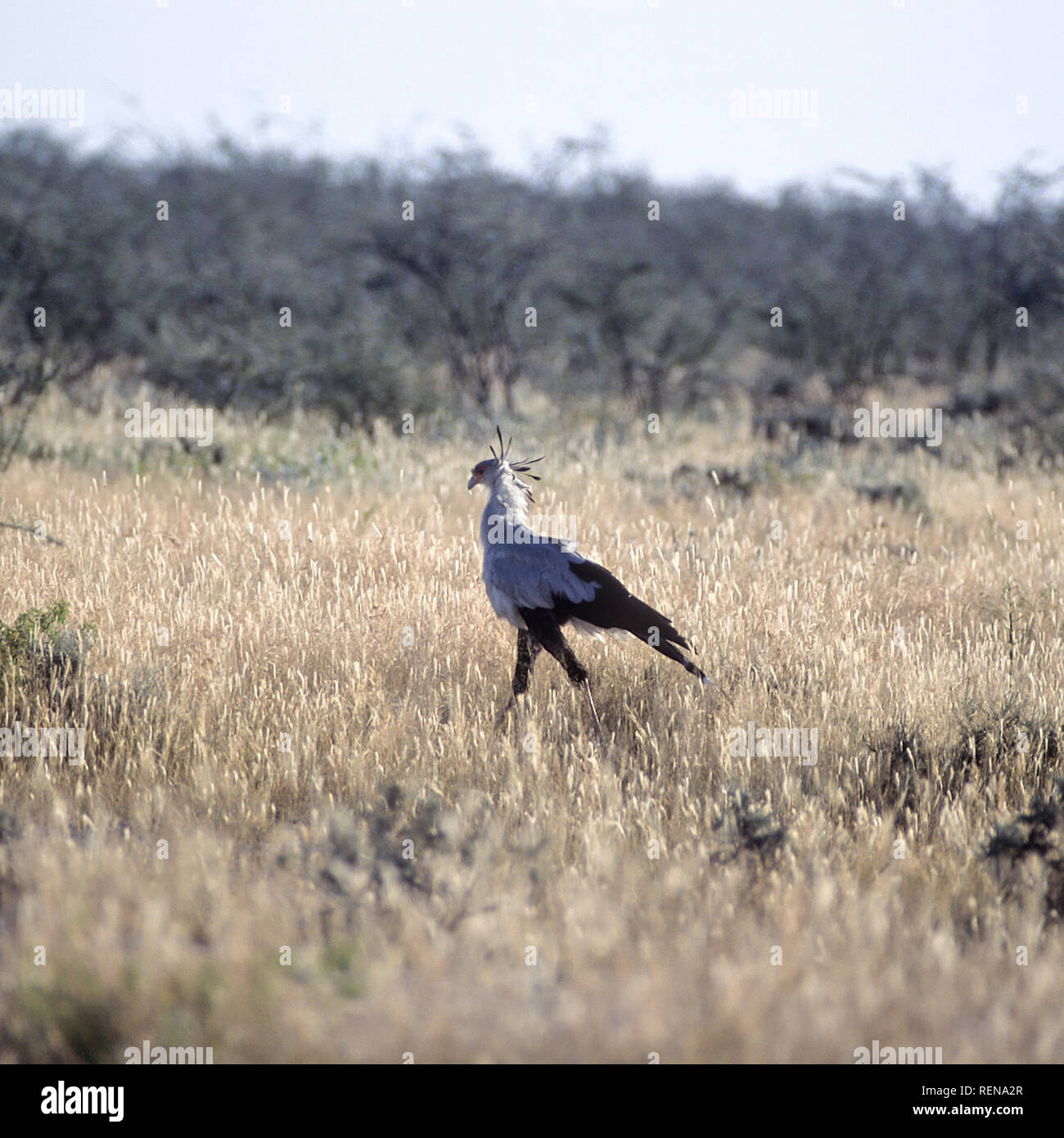 Raptor african predator crest hi-res stock photography and images - Alamy