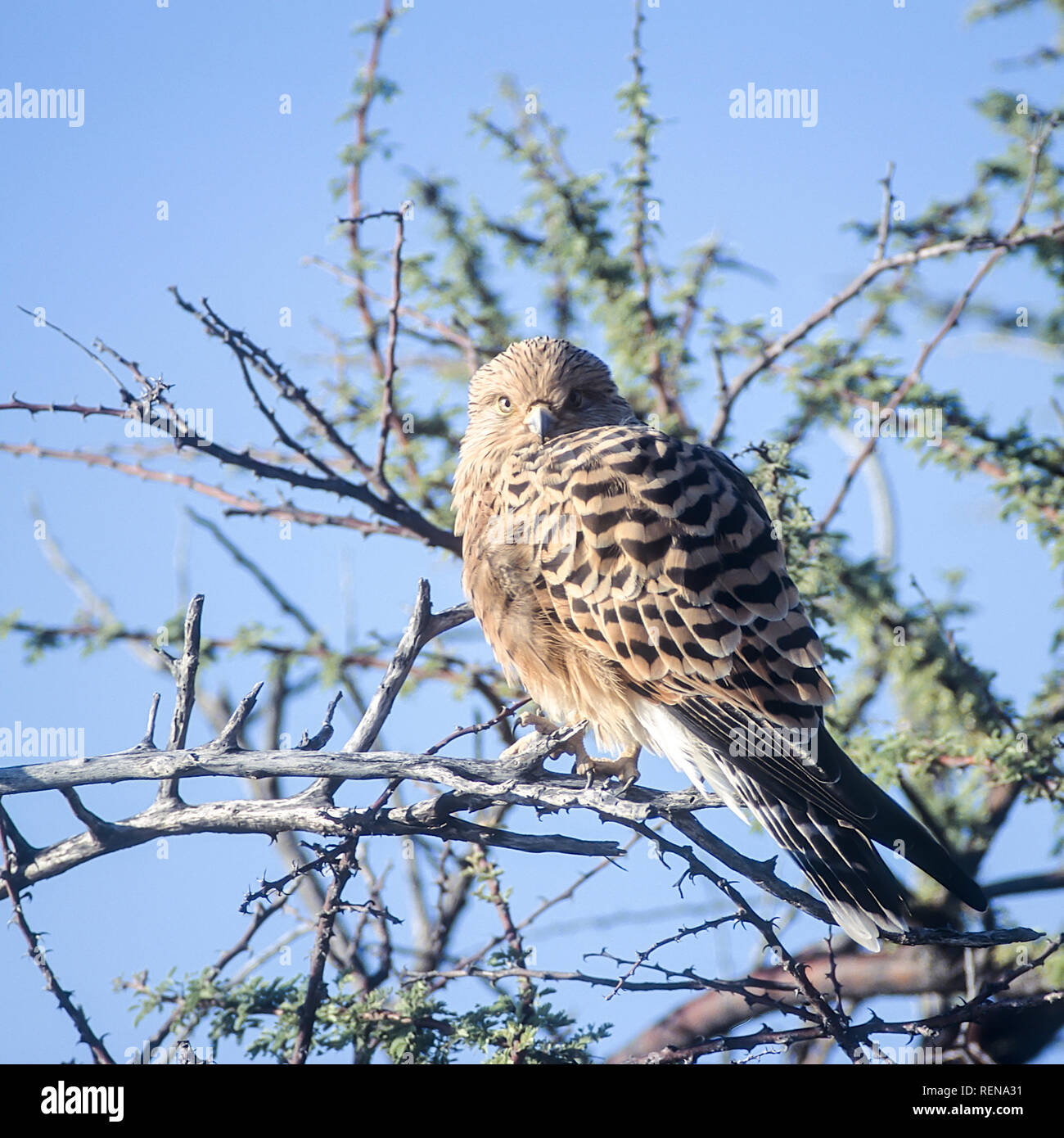 Greater Kestrel, (Falco rupicoloides), Africa, Namibia, Oshikoto ...